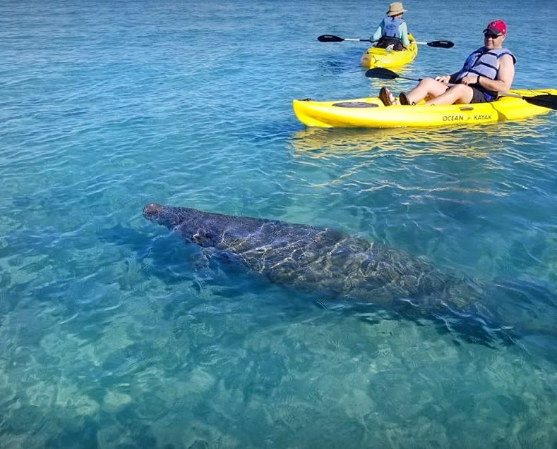 Guided Mangrove Mystery Kayak and Stand Up Paddle Board Tour in Jupiter ...