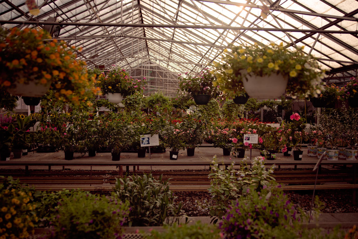 Franks Flowers And Greenhouse Indiana Pa | Best Flower Site