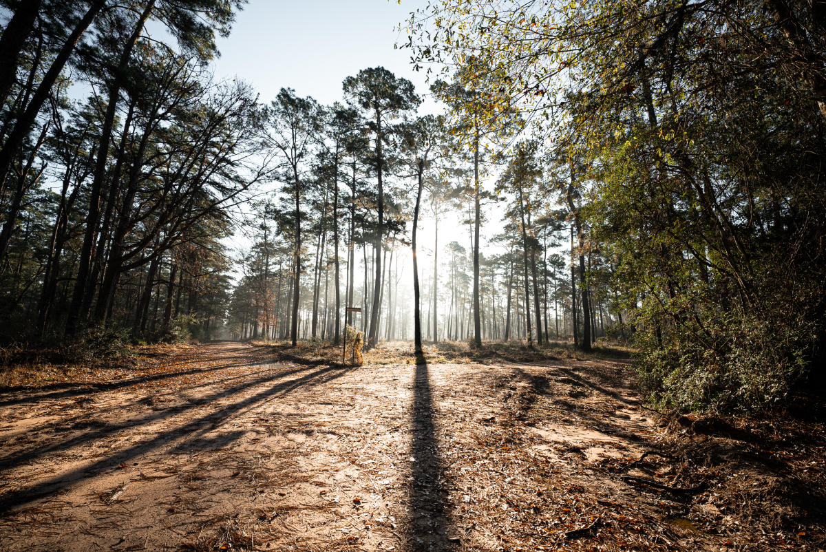 W.G. Jones State Forest