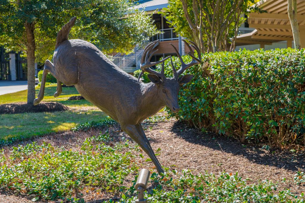 Texana Whitetail Deer