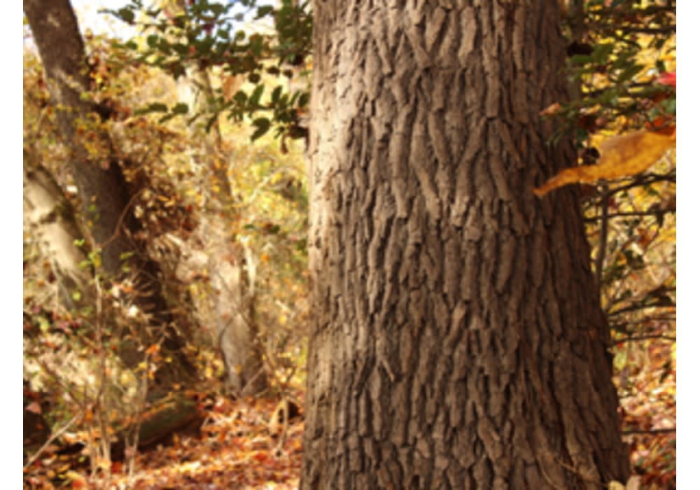 tree identification by bark