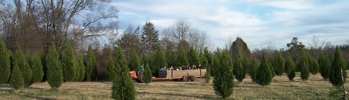 Penland Tree Farm