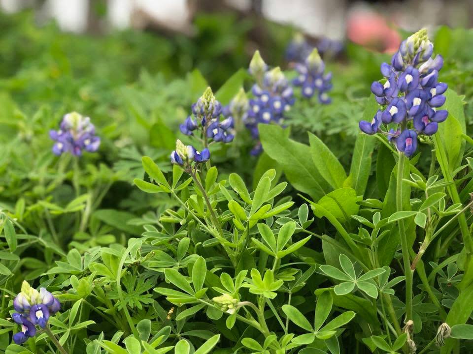 Houston in Full Bloom: Where to Find Bluebonnets In and Around Houston