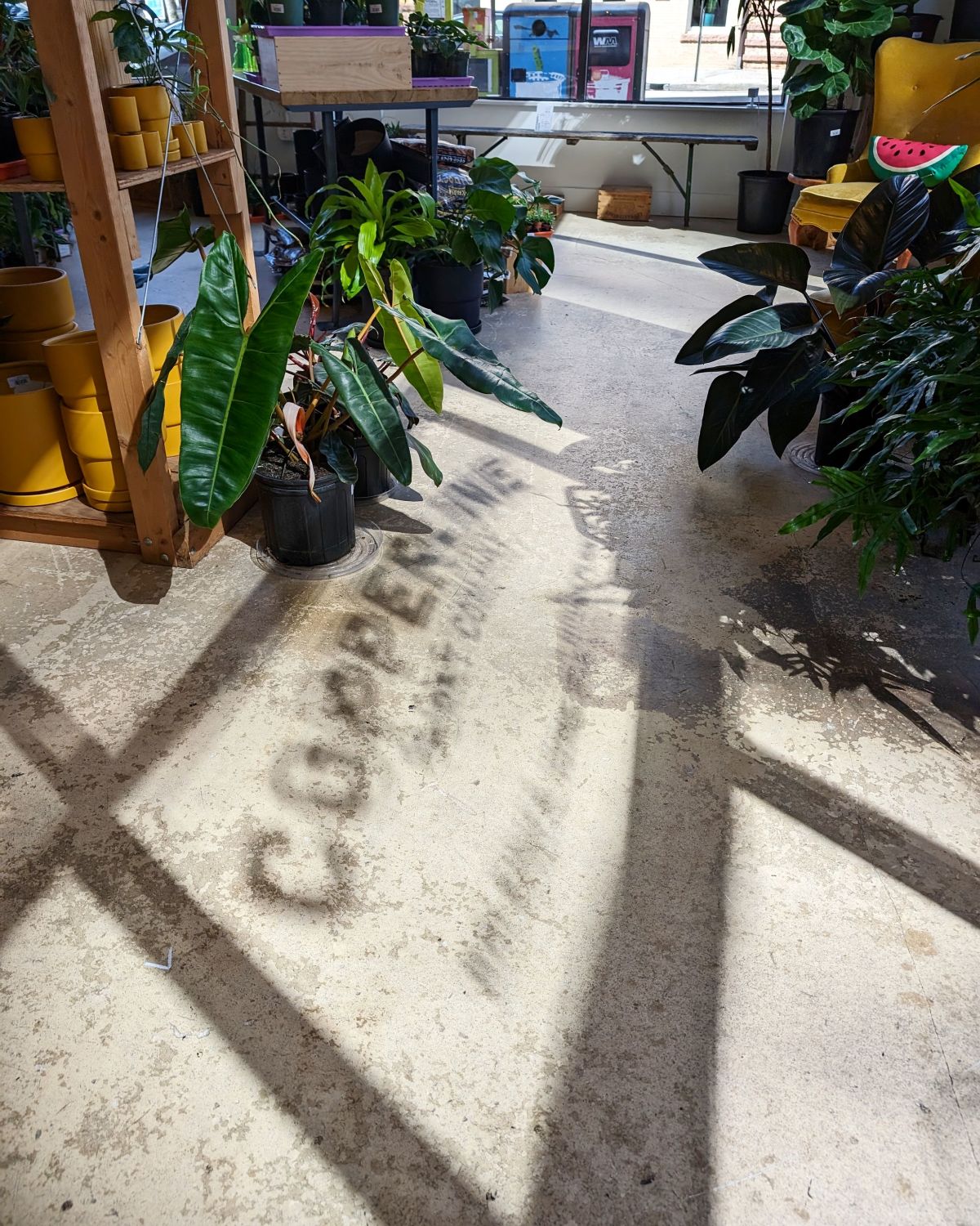 Copperline Plant Co. | Raleigh, NC 27601