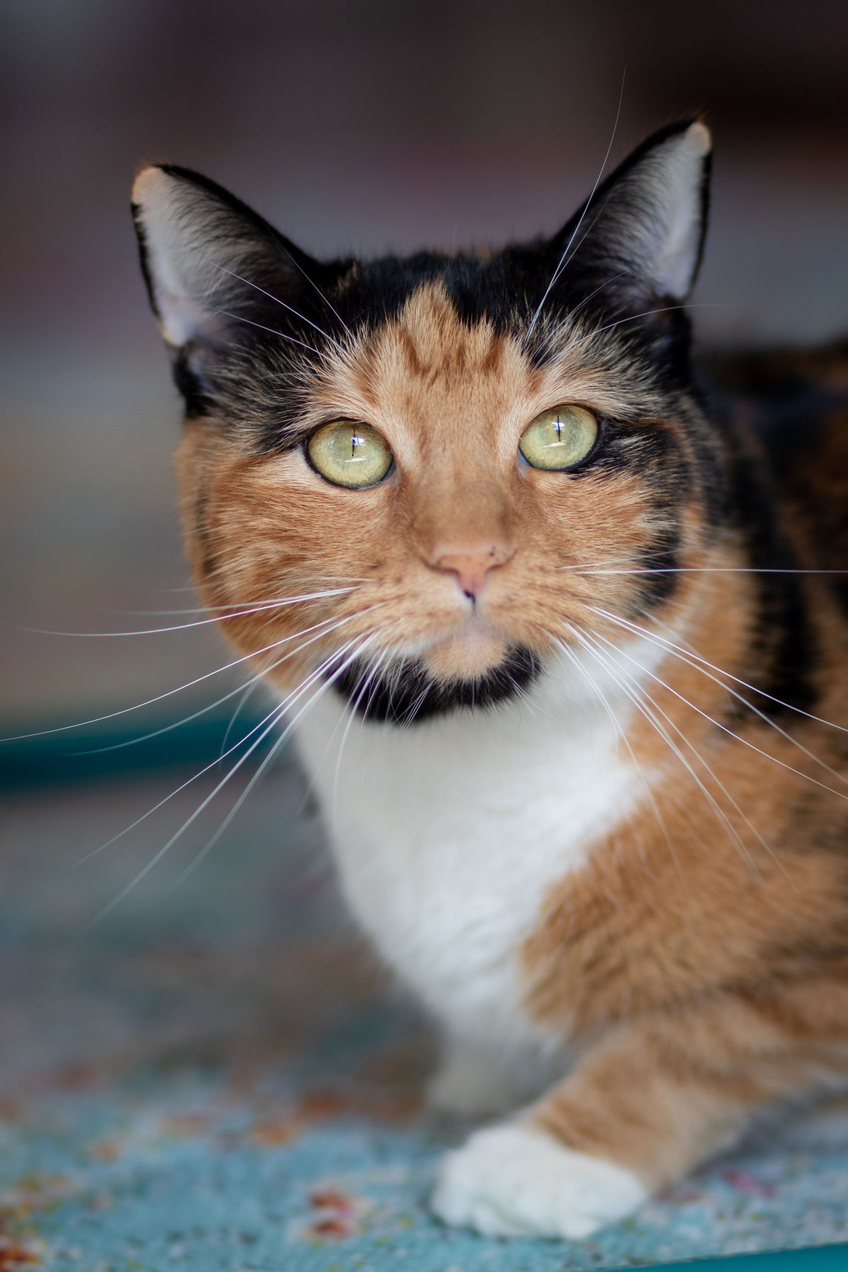 Right Meow Cat Cafe | Fuquay Varina, NC 27526