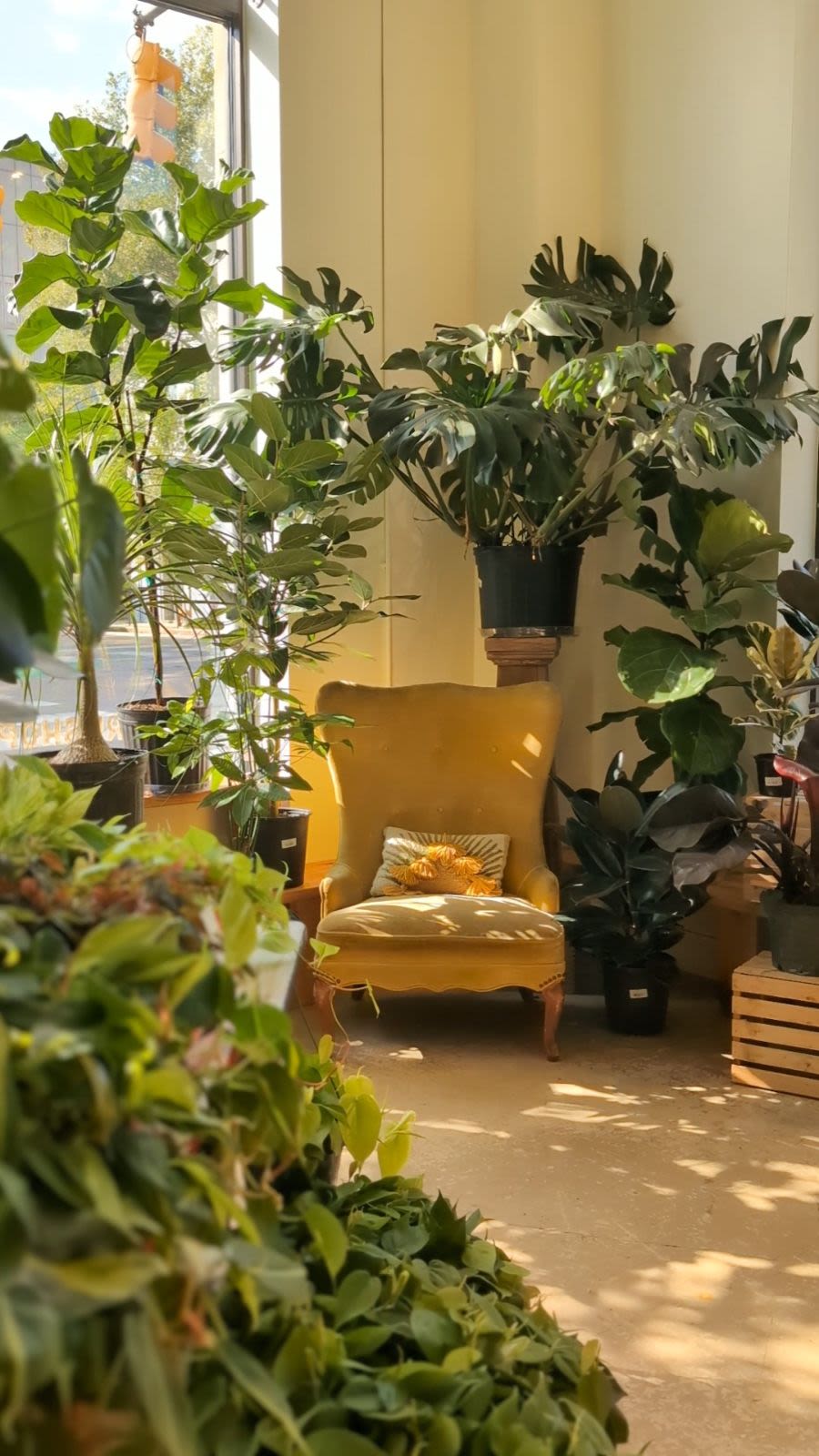 Copperline Plant Co. | Raleigh, NC 27601