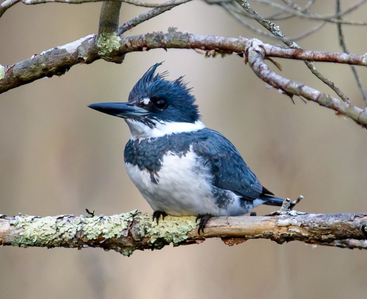 Audubon Society of Rhode Island | Smithfield, RI 02917
