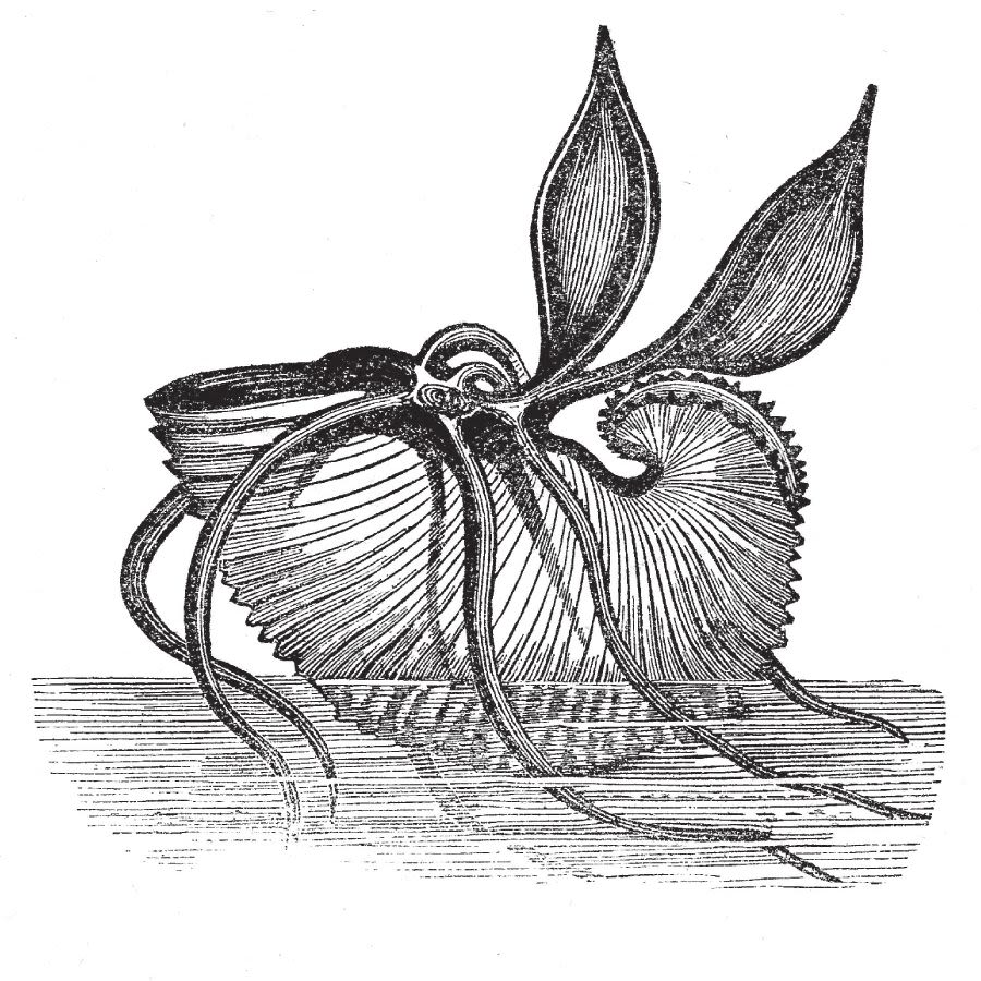 Paper Nautilus | Providence, RI 02906