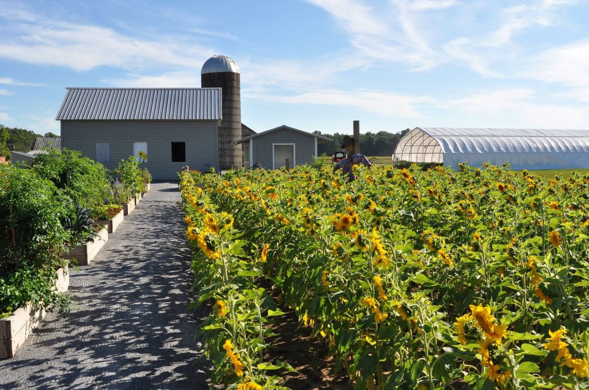 Pitney Meadows Community Farm