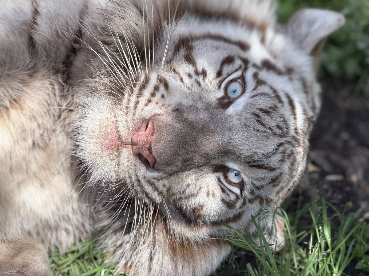 Animal Park at the Conservators Center