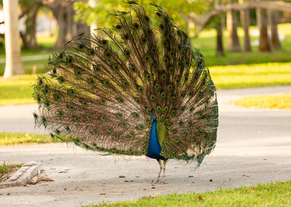 Jungle Adventure Attraction Test Record | Miami & Miami Beach