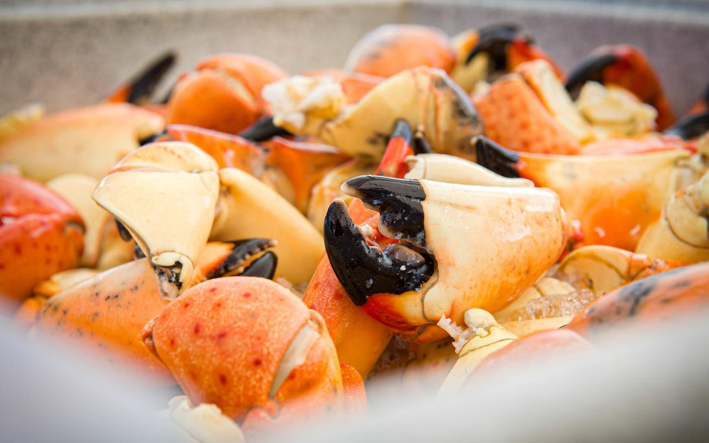 platea miami | Gran Miami y Miami Beach