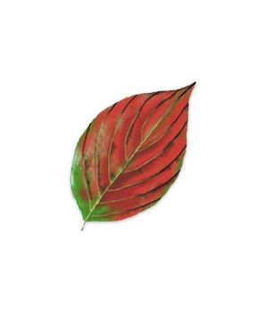 red and brown leaf
