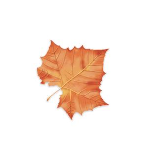 autumn leaf identification