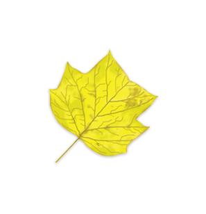 fall leaf yellow dobla