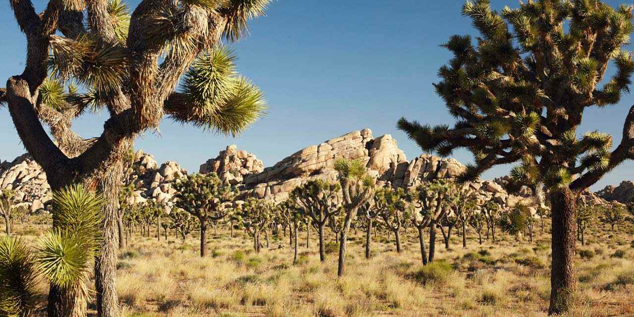 joshua tree