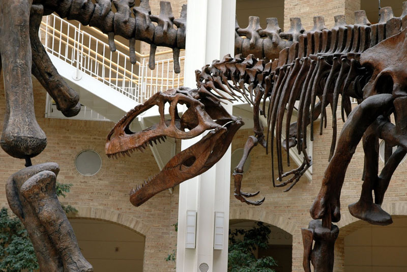Natural History Museum Atlanta Fernbank Science Center Museum