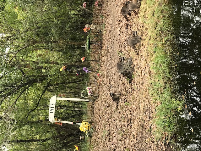 Manchac Swamp Haunted