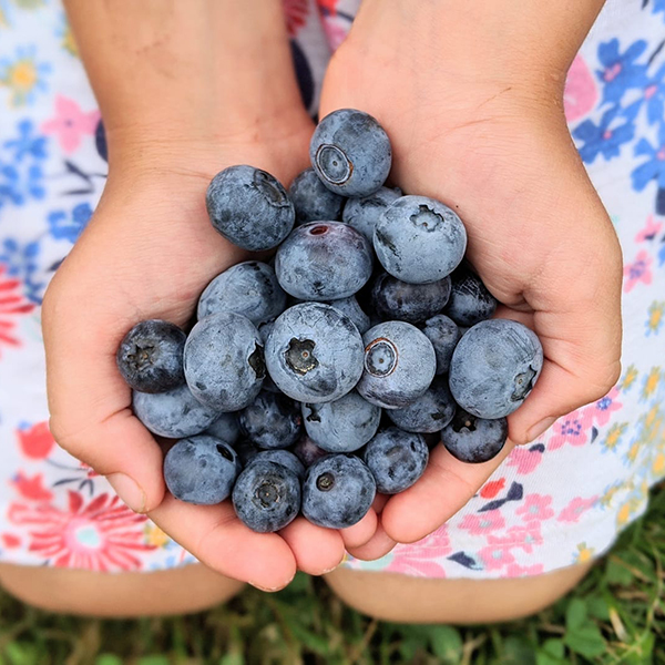 Ox Berry Farm in Beloit WI
