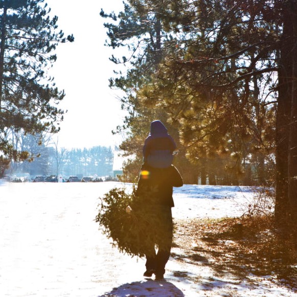 Williams Tree Farm in Beloit WI