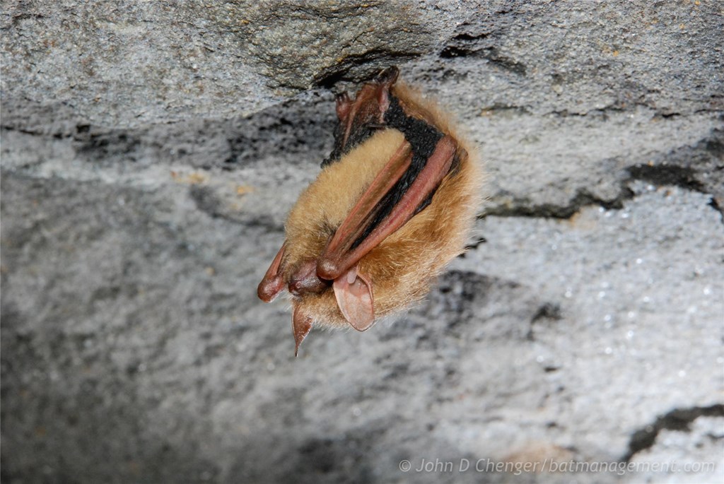 Hibernating Bat