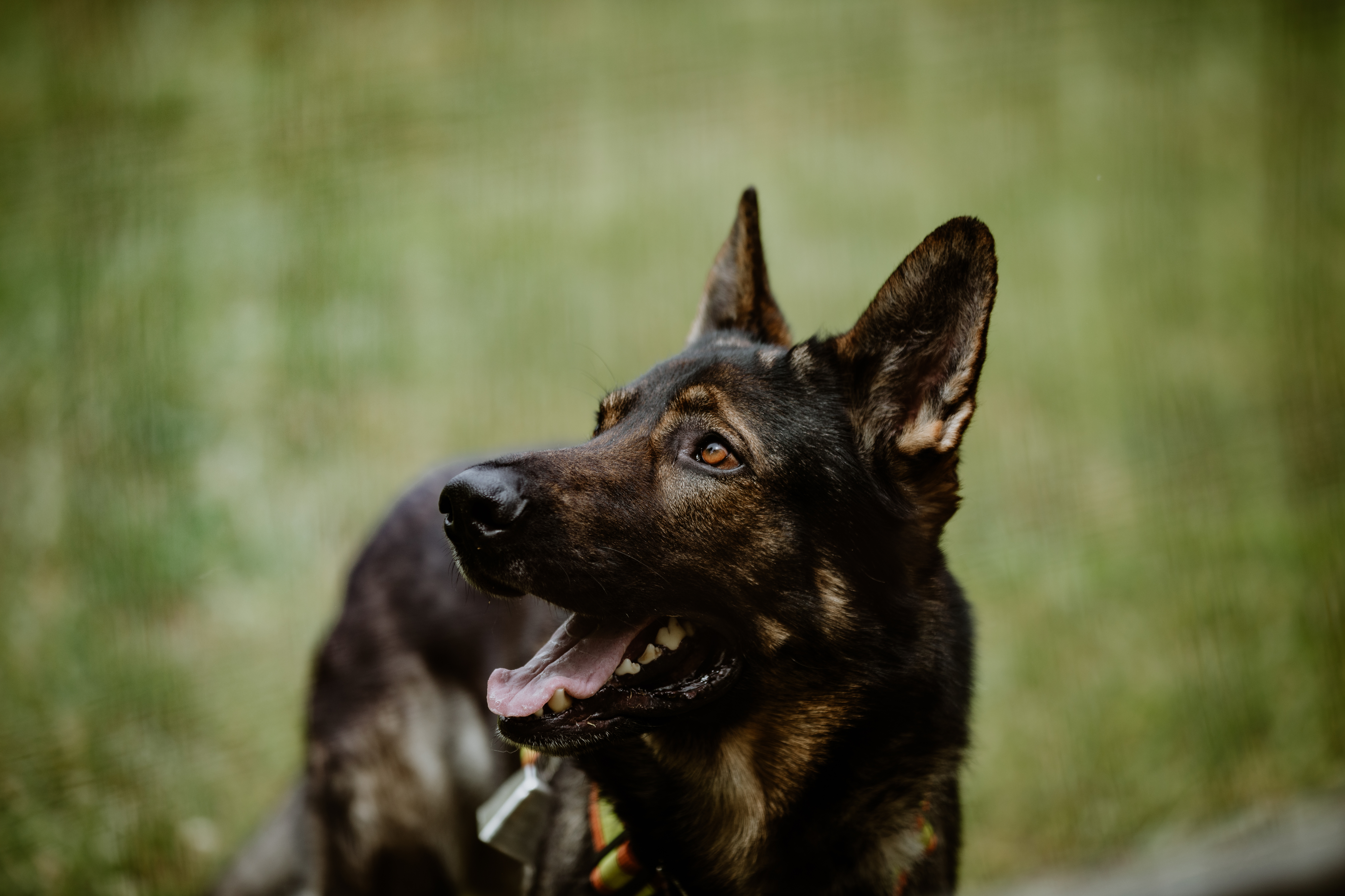 Sable German Shepherd Wallpaper Hd