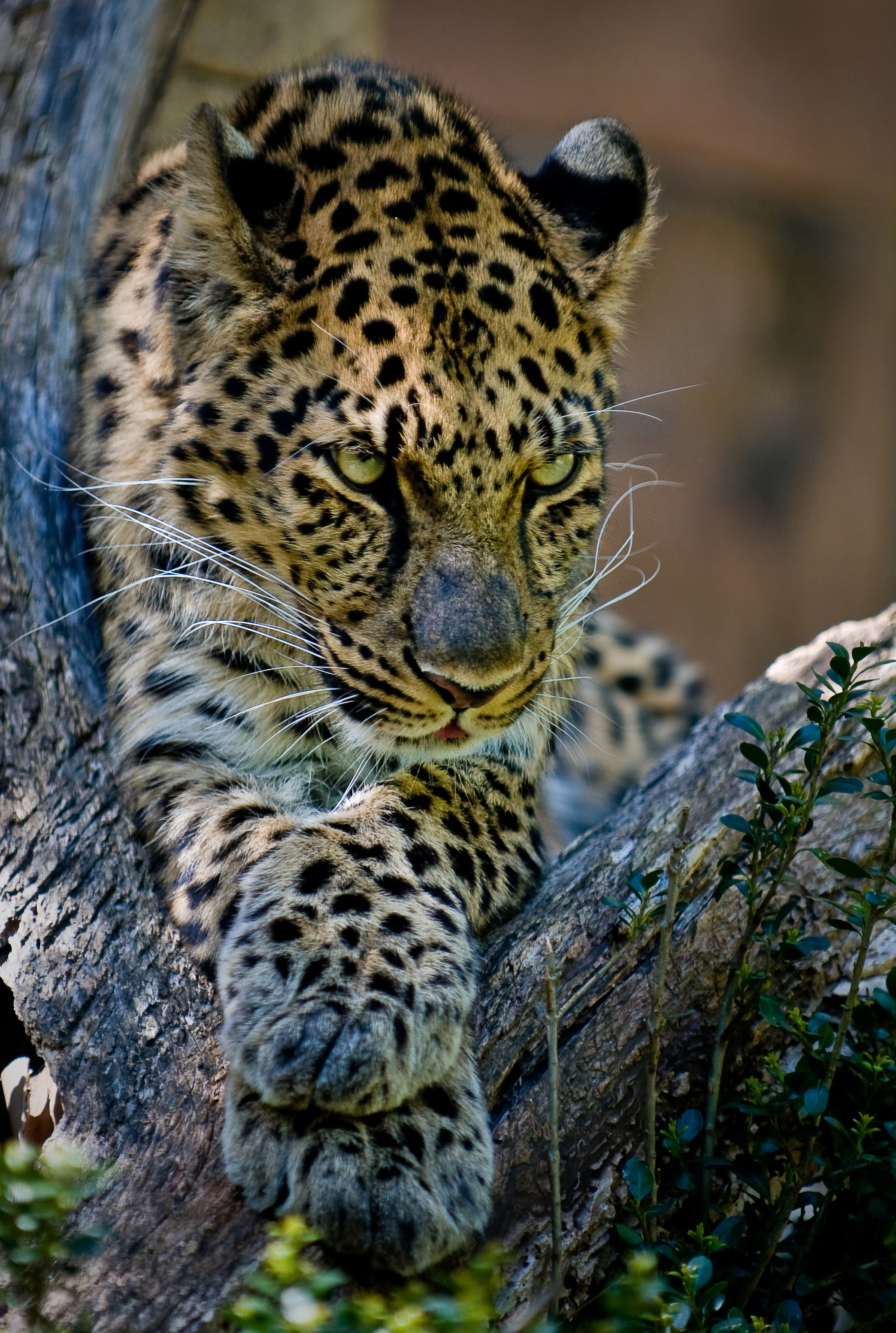 Animales Del Zoologico De Greenville