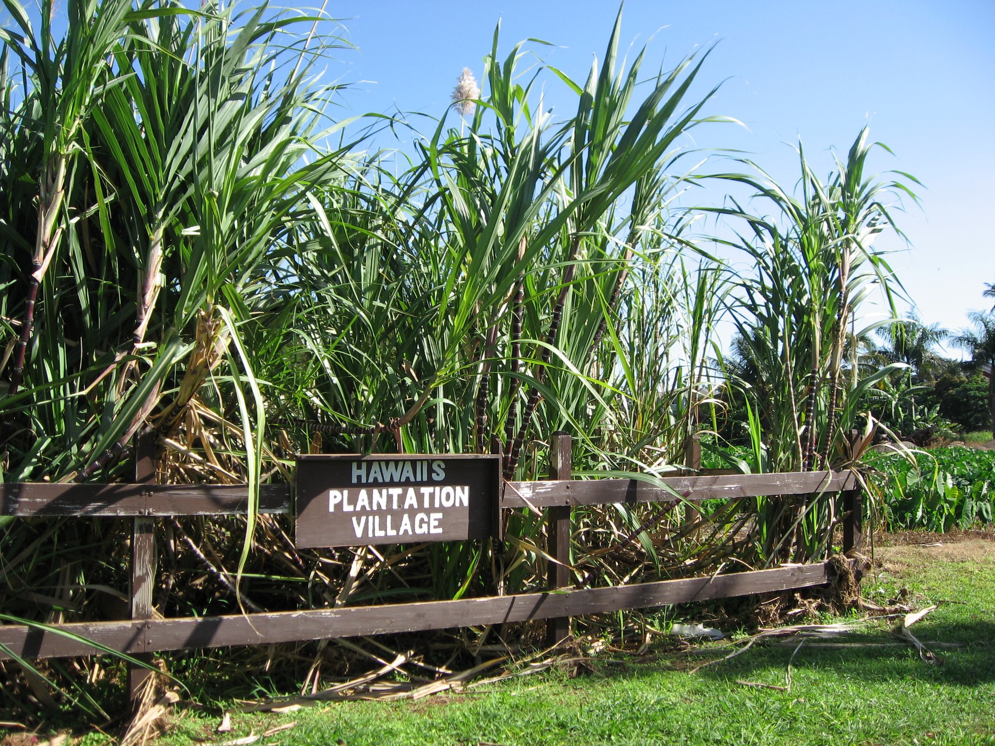 What Is A Plantation Town