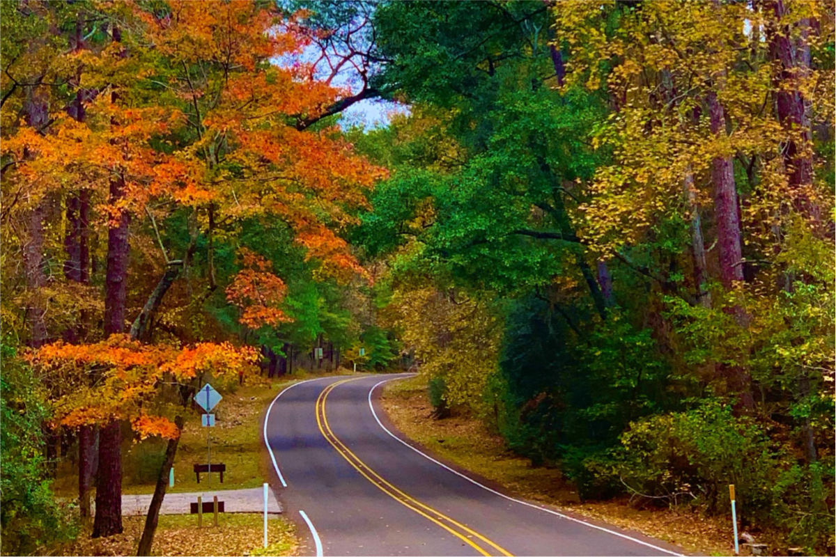 Fall Foliage State Park Huntsville Texas