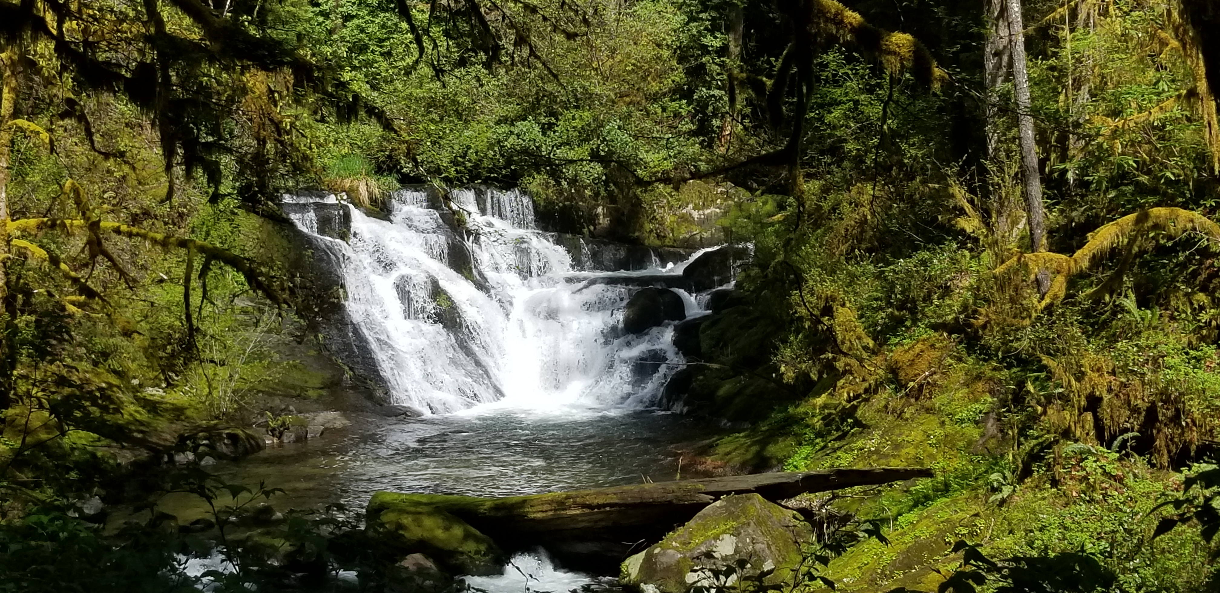 Forest Stream Creek Waterfall