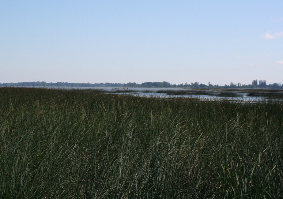 Southern Marsh Background