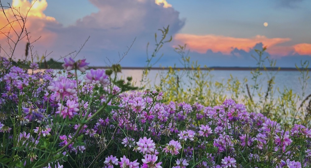 Purple Flower Headers Tumblr