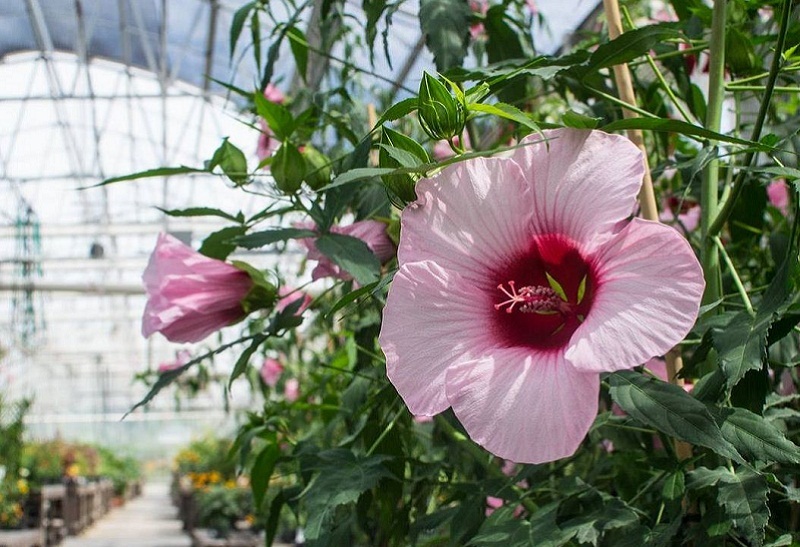 Mulhall S Garden Center Omaha Nebraska | Fasci Garden