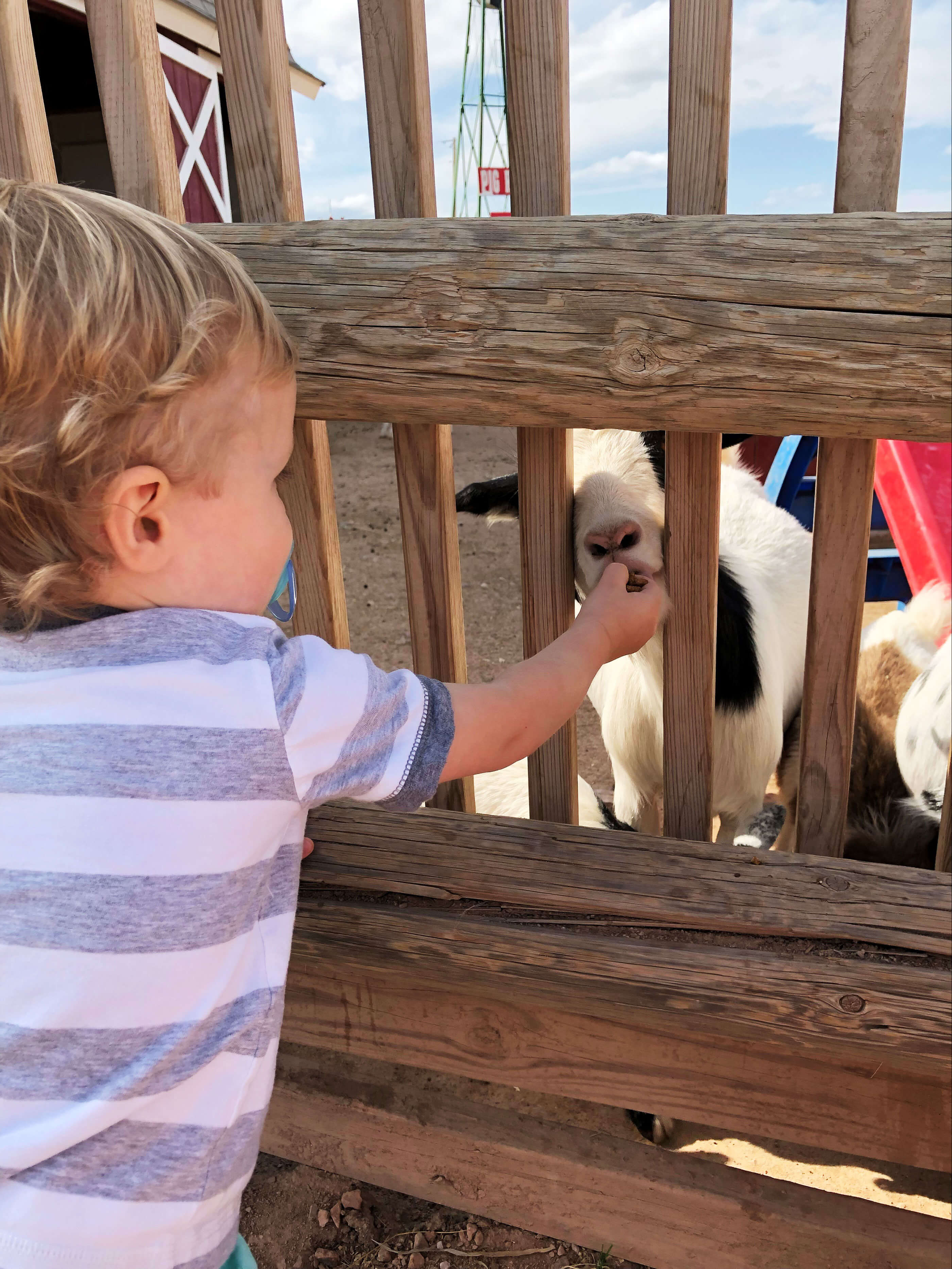 Old Macdonalds Petting Farm Rapid City Barnyard Bliss: Exploring Old