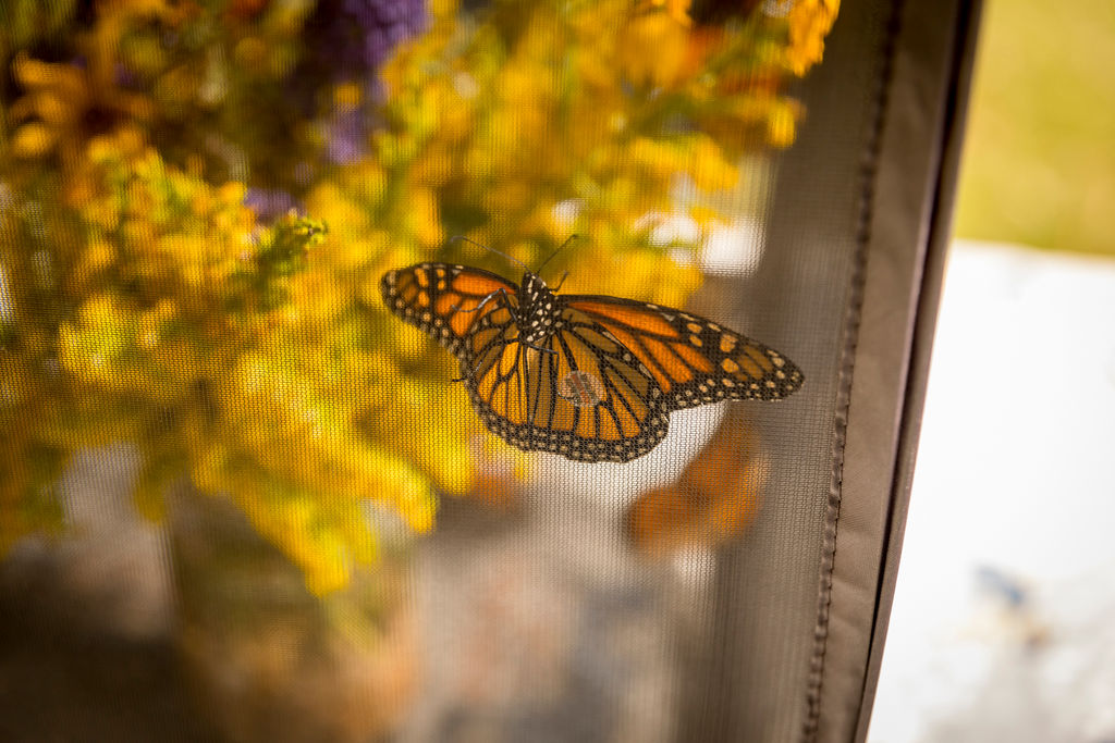 Monarch Butterfly Release
