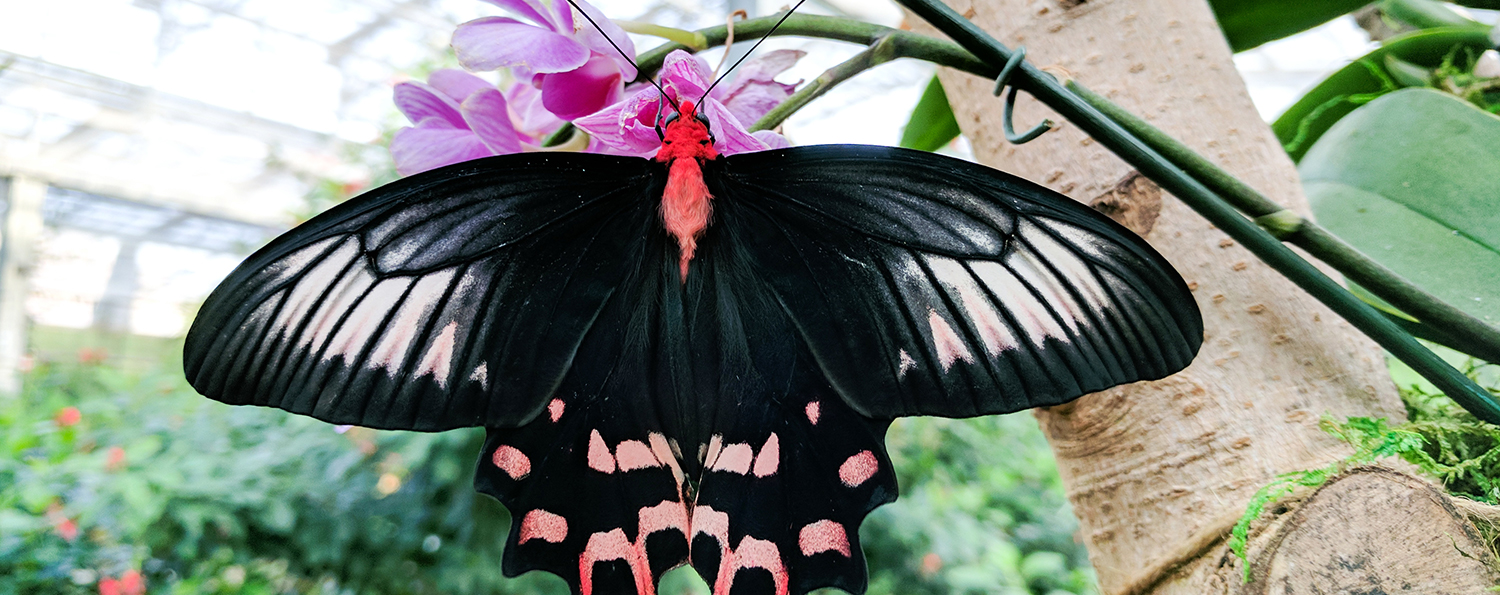 Butterfly Wonderland Wedding