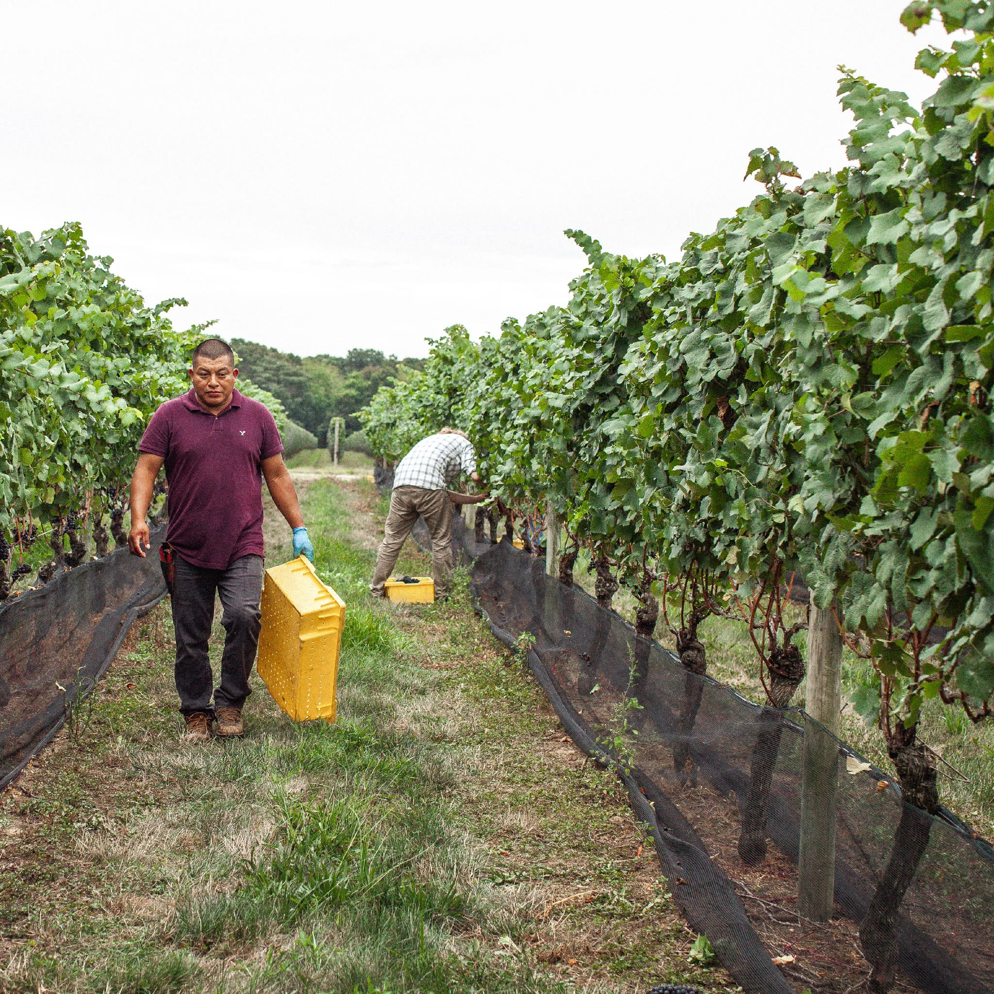 RGNY Wine | Riverhead, NY 11901