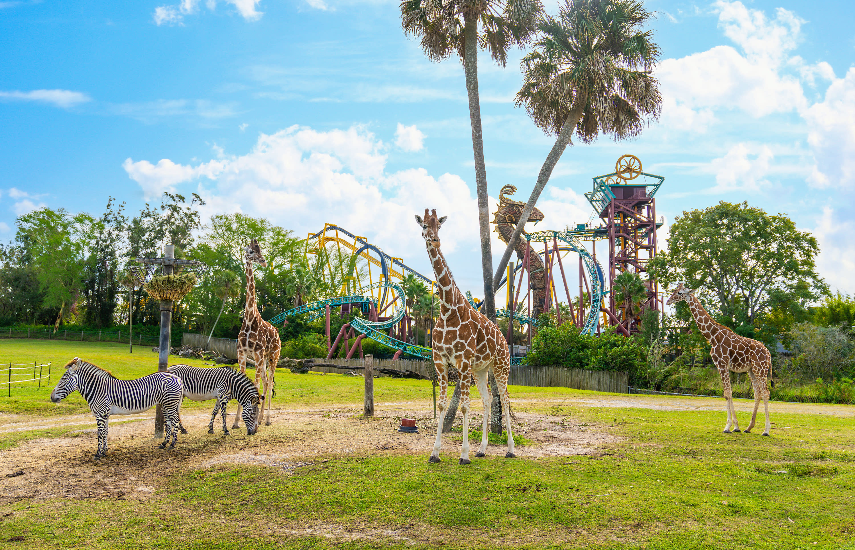 Busch Gardens Tampa Logo Busch Gardens Tampa Bay Launches Near $40
