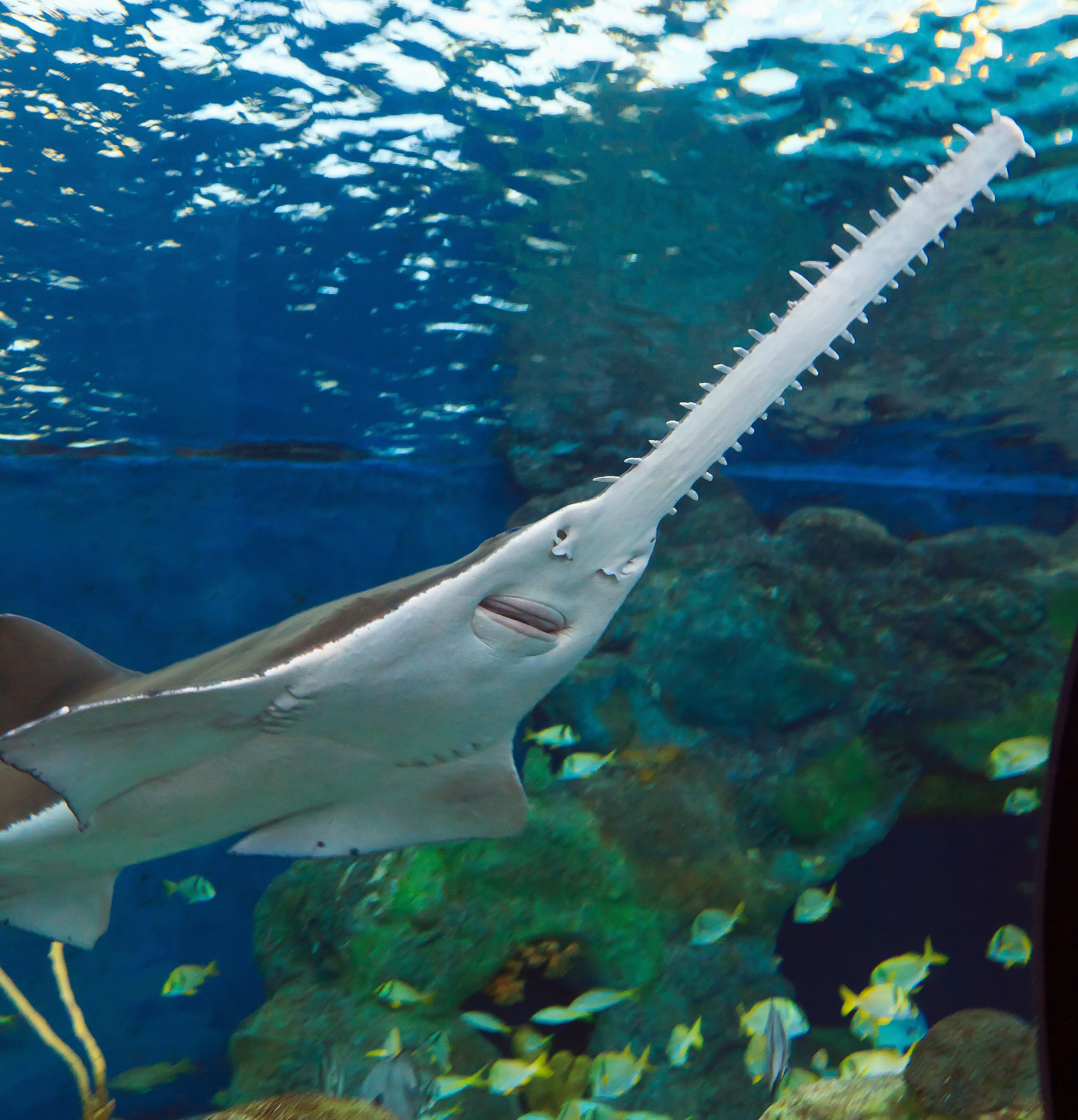 Wildlife in the Water