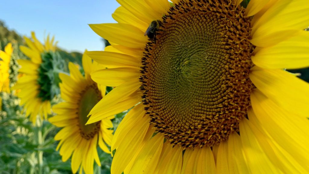 Live Music and Sunflowers at Hudson Valley Cold Pressed Oils