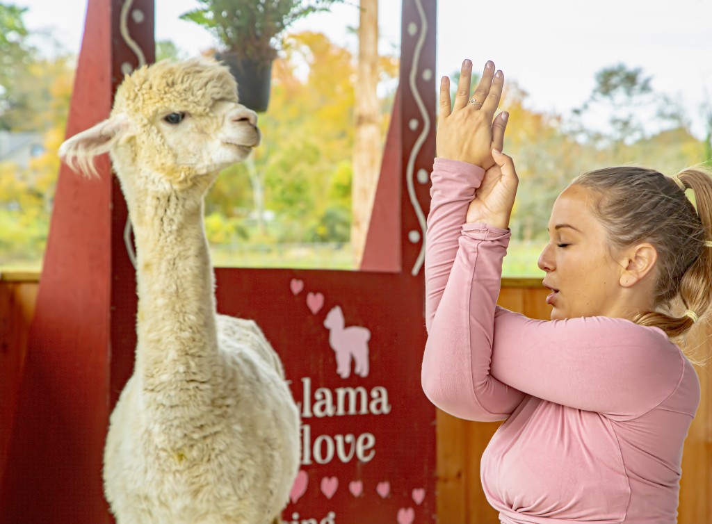 Llamaste Yoga and Lavender Loofahs at Clover Brooke Llama and Alpaca Farm