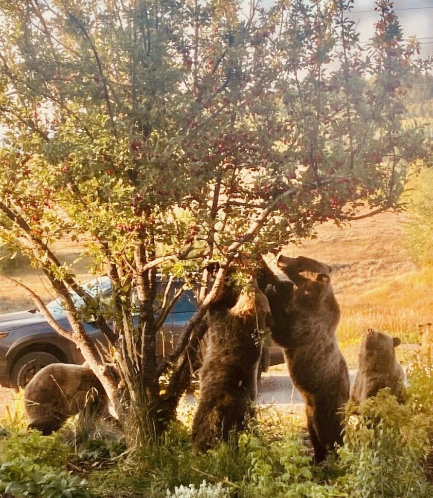 Events - Visit Jackson Hole