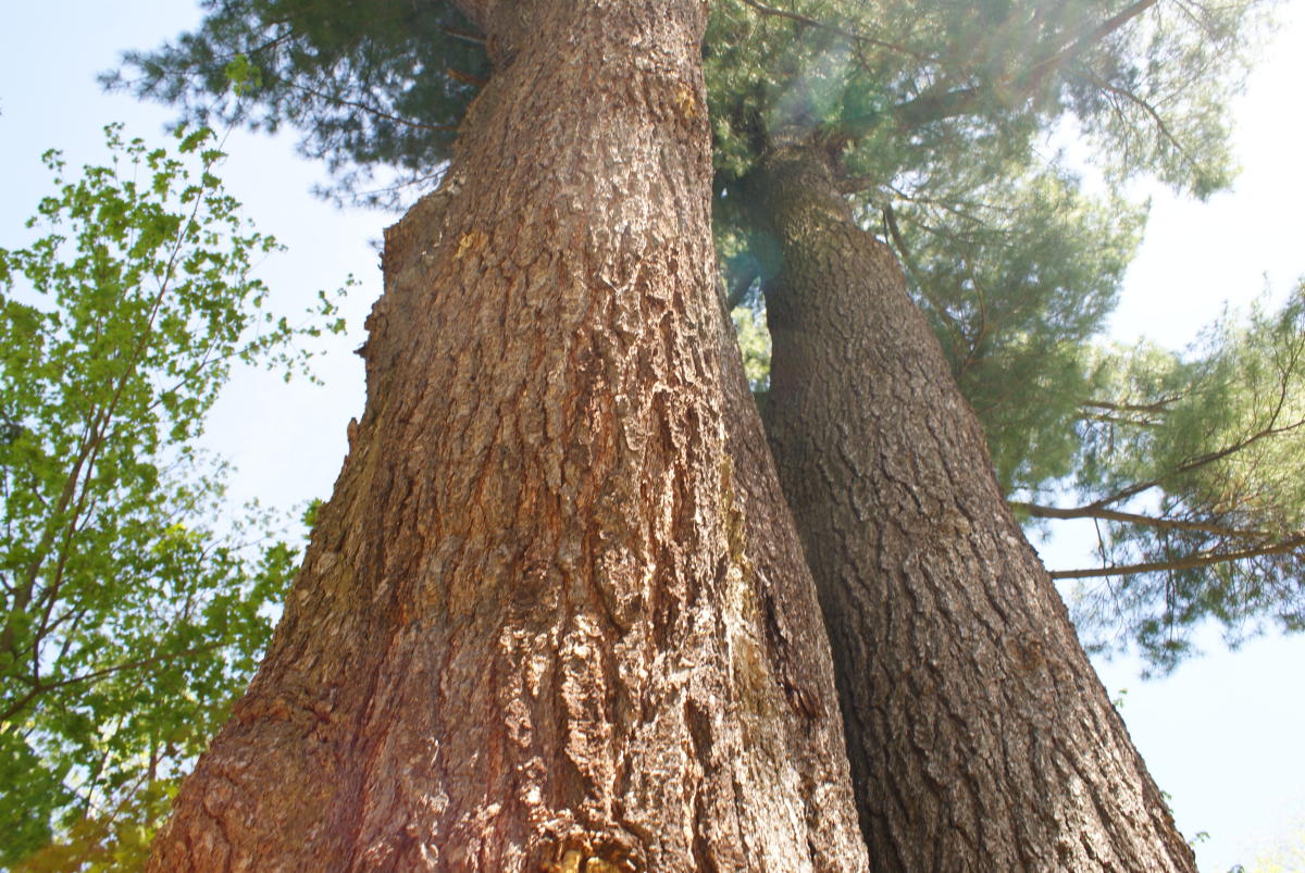 The Pine Hollow Arboretum