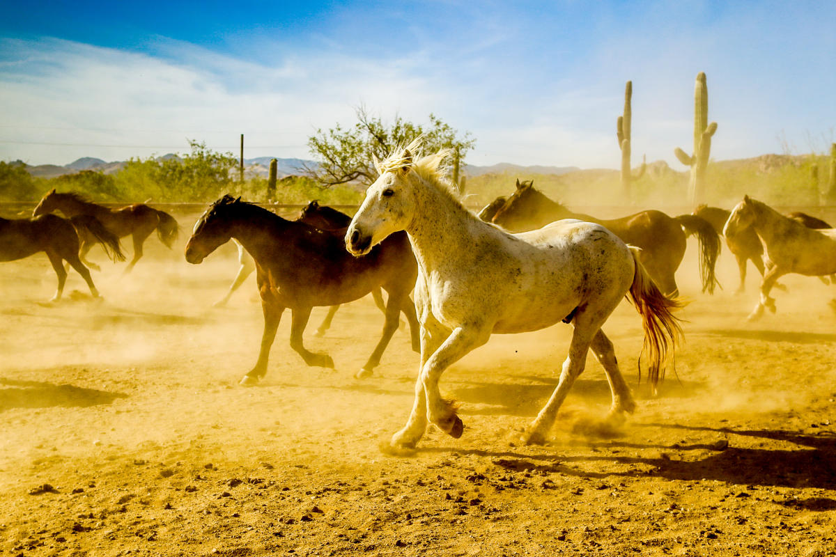 Tanque Verde Ranch