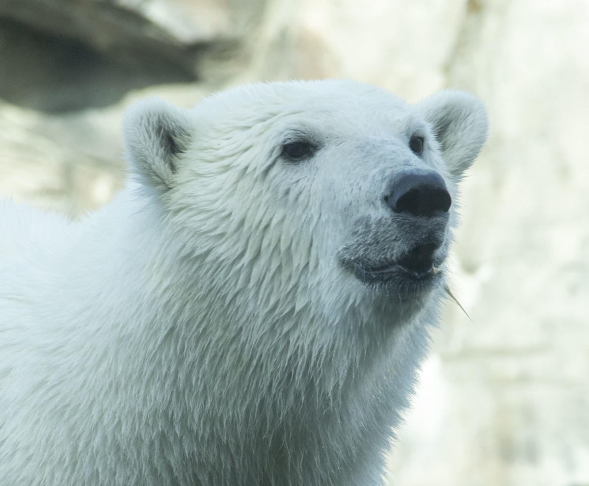 VIP Behind-the-Scenes Tour + Polar Bear Encounter