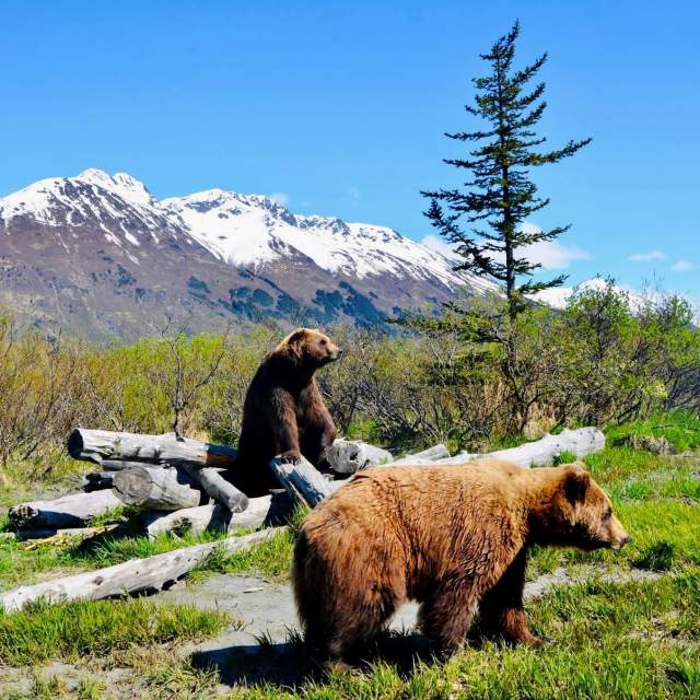 Types Of Bears In Alaska