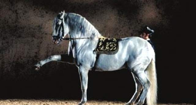 caballos andaluces comparsa