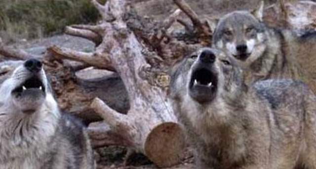 wolves fighting sounds