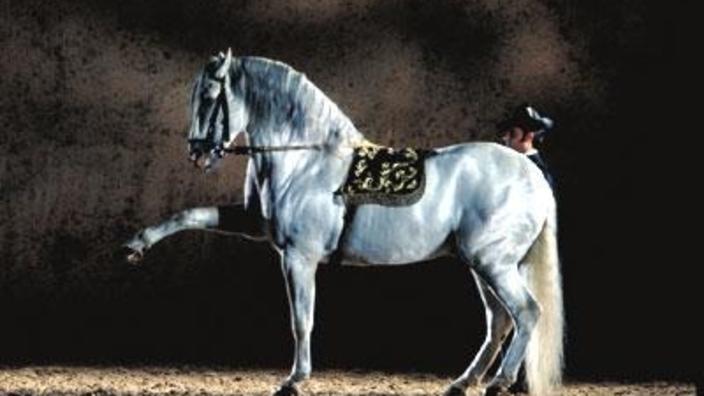 Dancing Spanish Horses