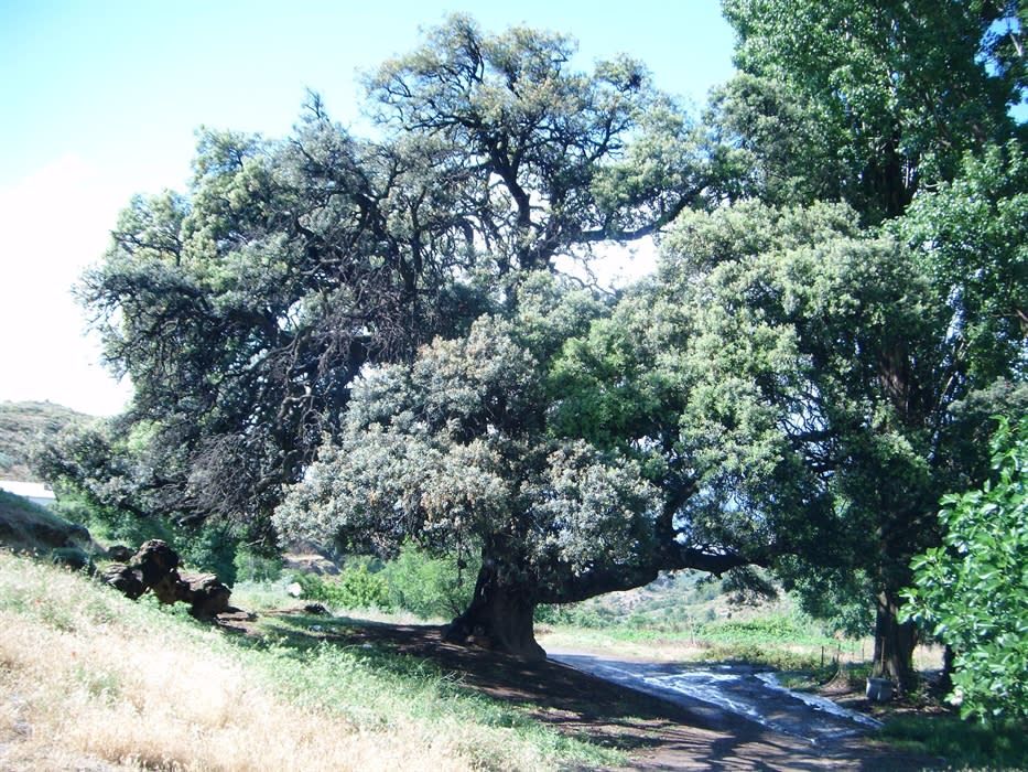 Encina de El Marchal del Abogado